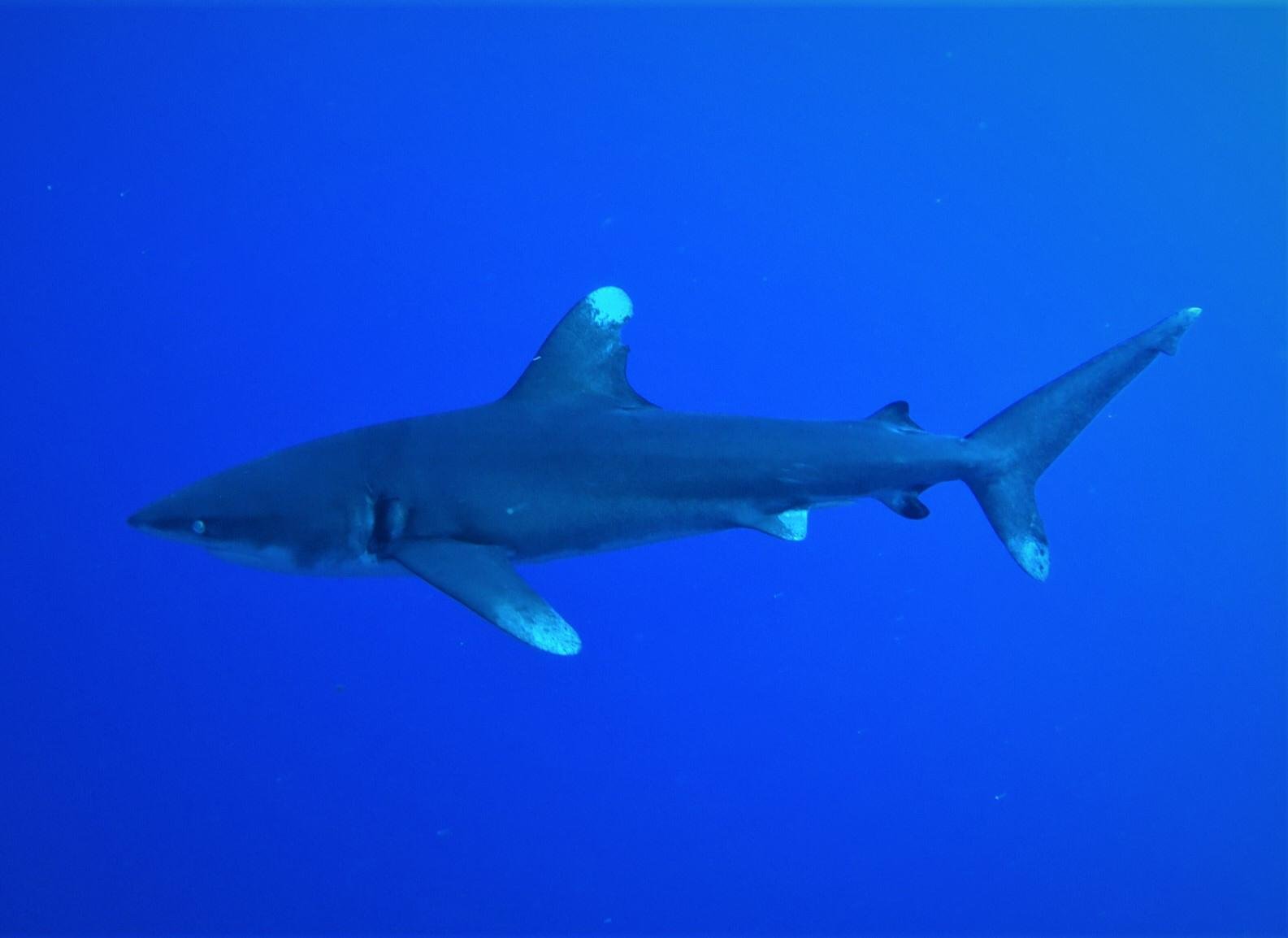 Anatomie der Haie – SCUBA THE WORLD