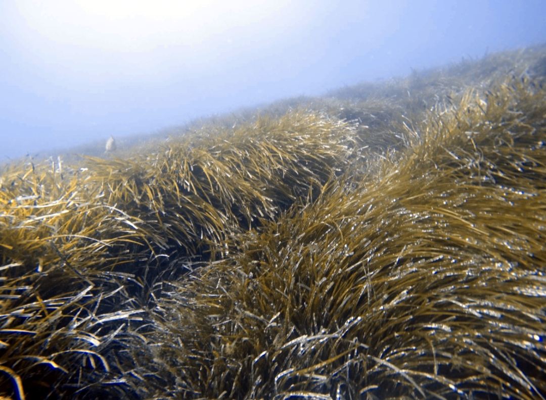 Seegras – warum ist es so wichtig? – SCUBA THE WORLD