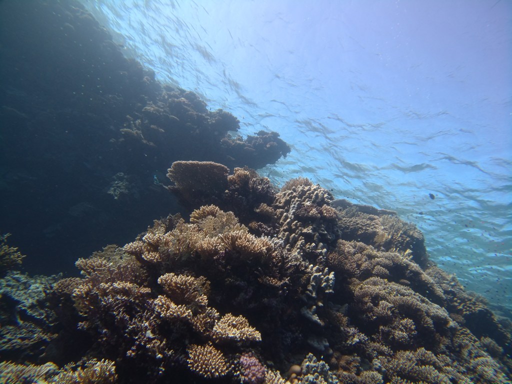 Abu Hashish – SCUBA THE WORLD