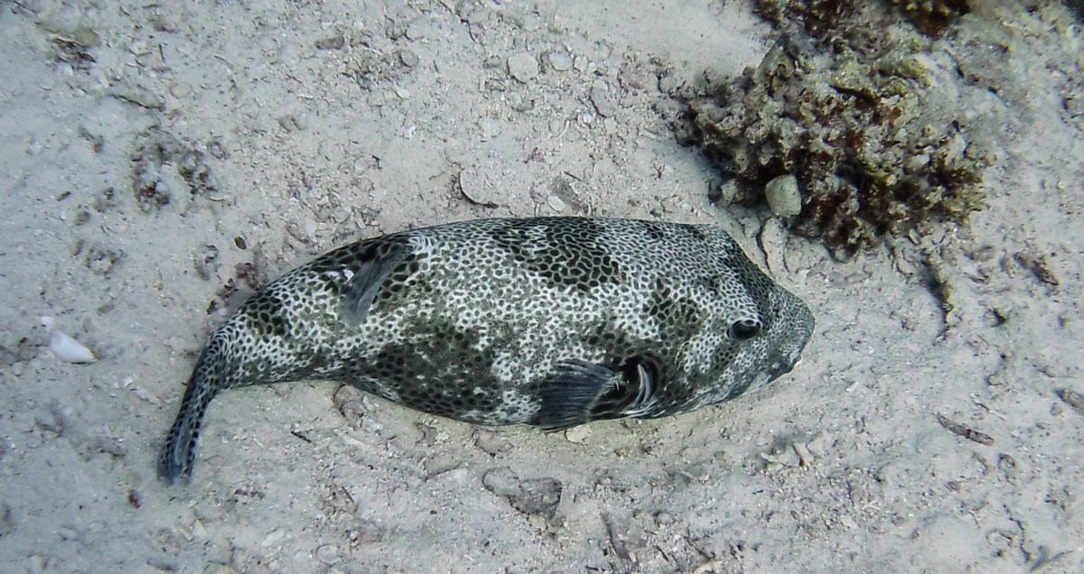 Abu Hashish – SCUBA THE WORLD