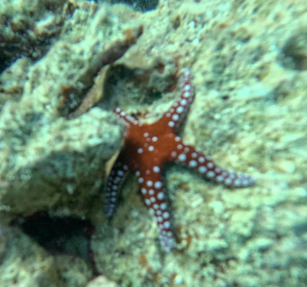 Seesterne – Arten, Lebensraum & interessante Fakten – SCUBA THE WORLD