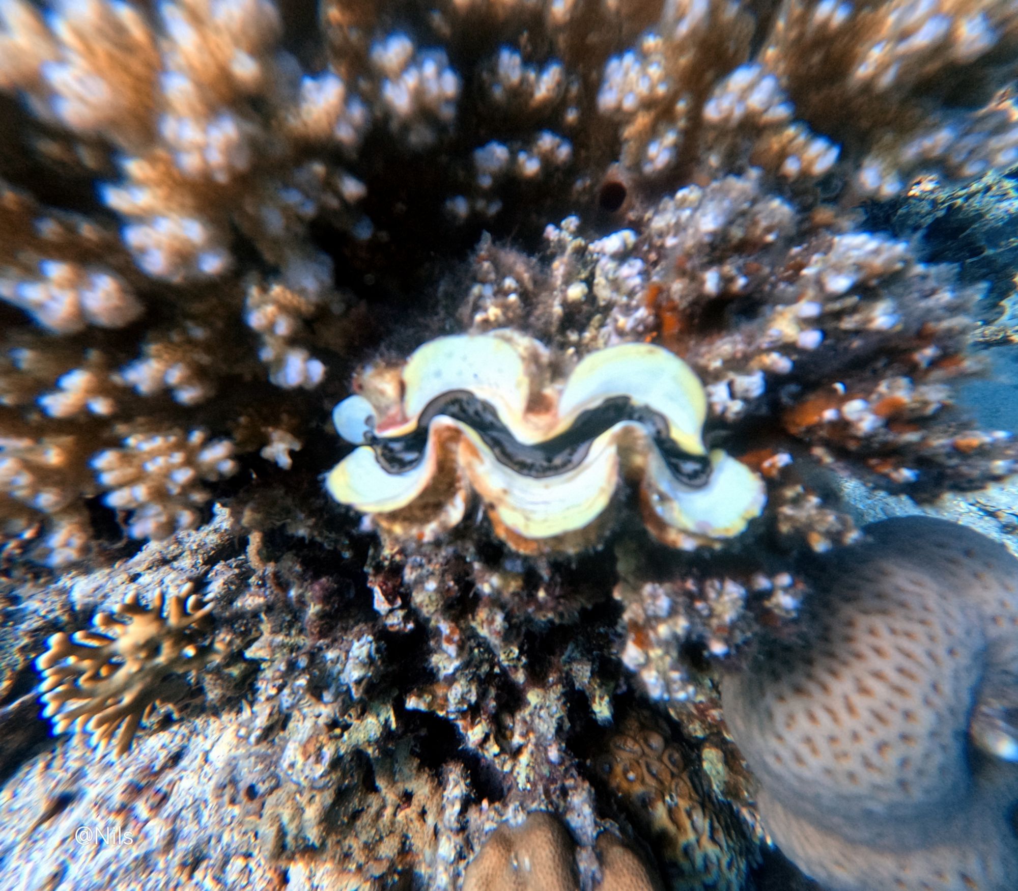 Die Riesenmuschel – Der Schatz des Roten Meeres – SCUBA THE WORLD