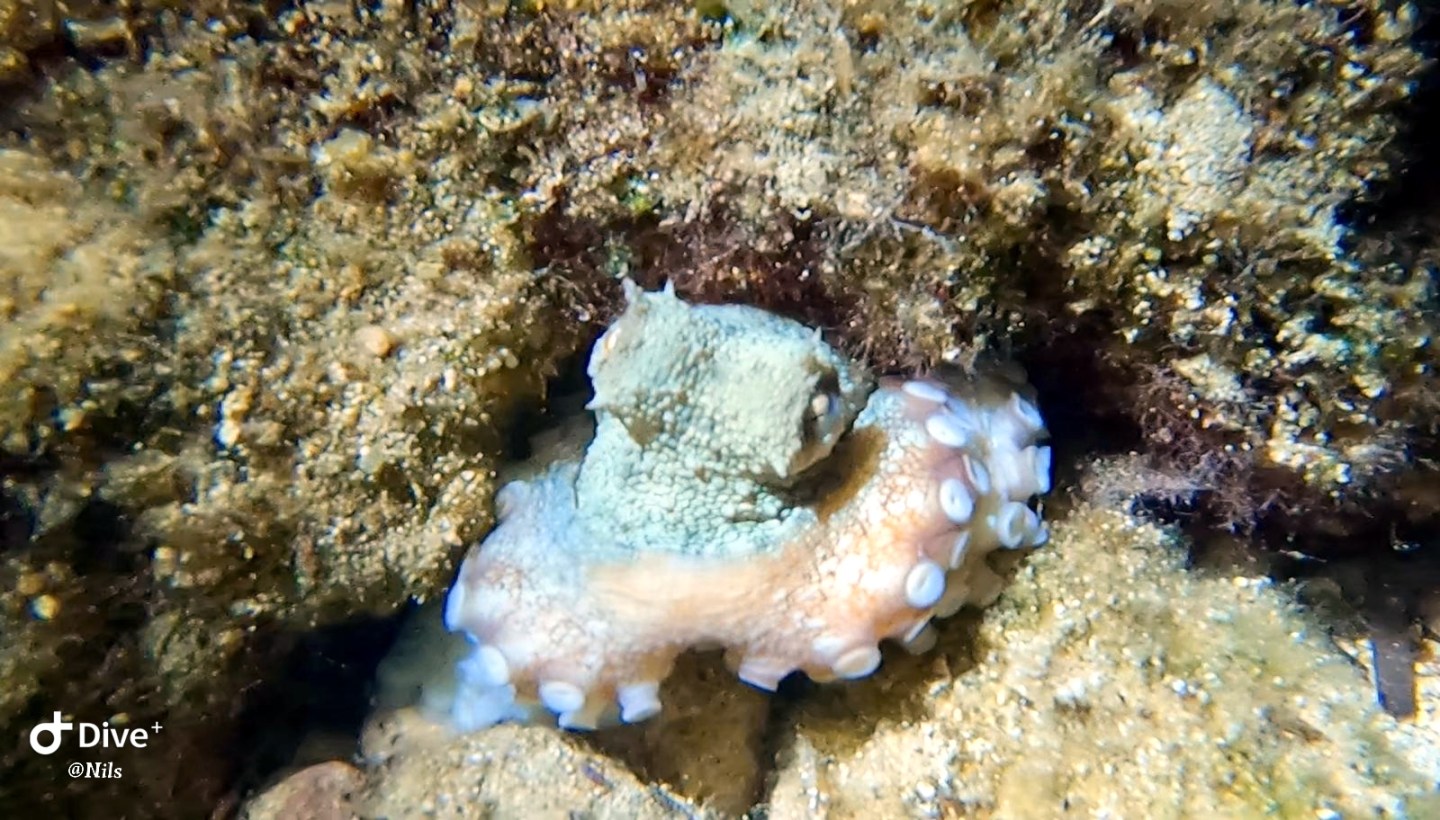 Der Oktopus 🐙- das Genie des Meeres – SCUBA THE WORLD